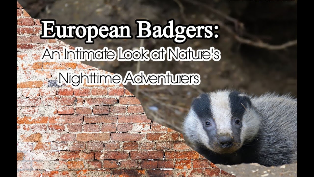 European Badgers: An Intimate Look at Nature's Nighttime Adventurers # ...
