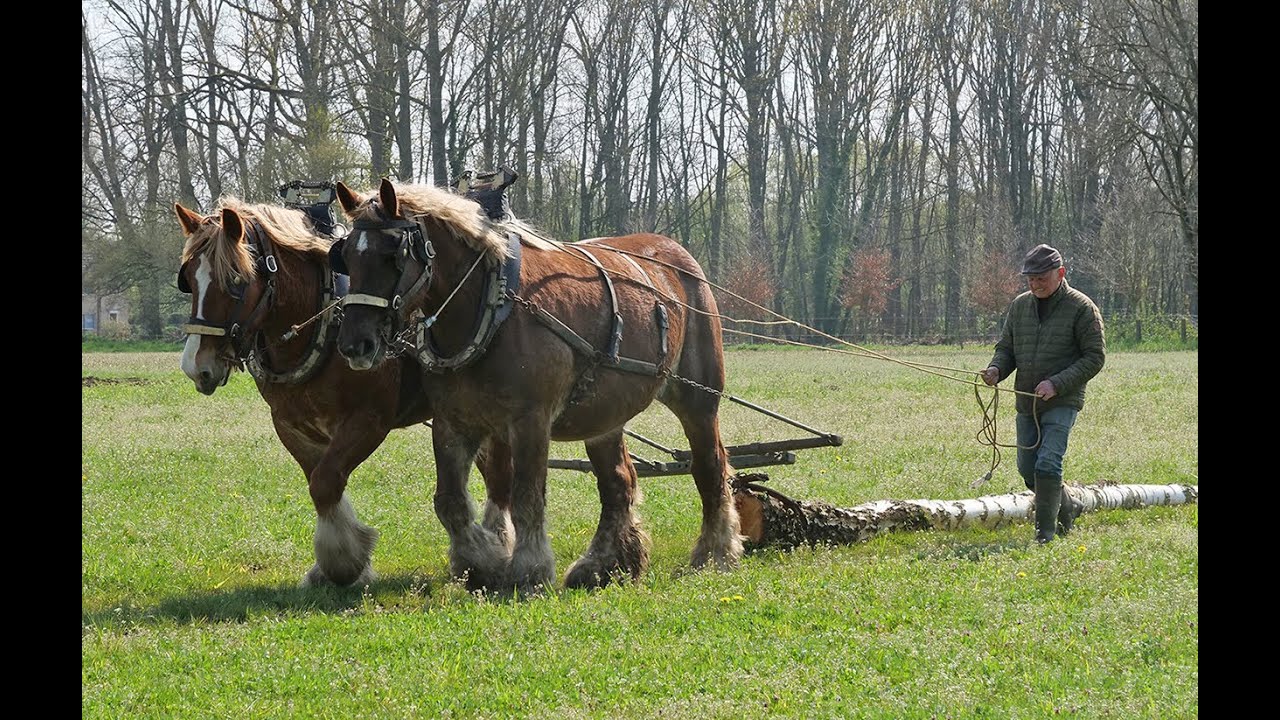 2 methods of horse logging: the logging chain and the grabber - YouTube
