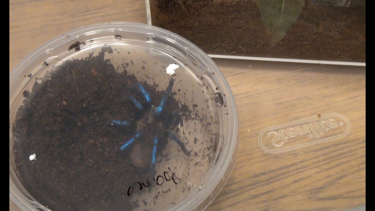 Bornean Neon Blue Leg Tarantula (Birupes simoroxigorum) First Look ...