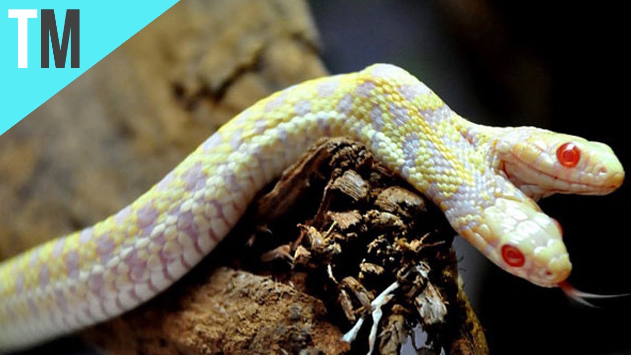 TOP 10 Mascotas Más Inusuales Del Mundo - YouTube