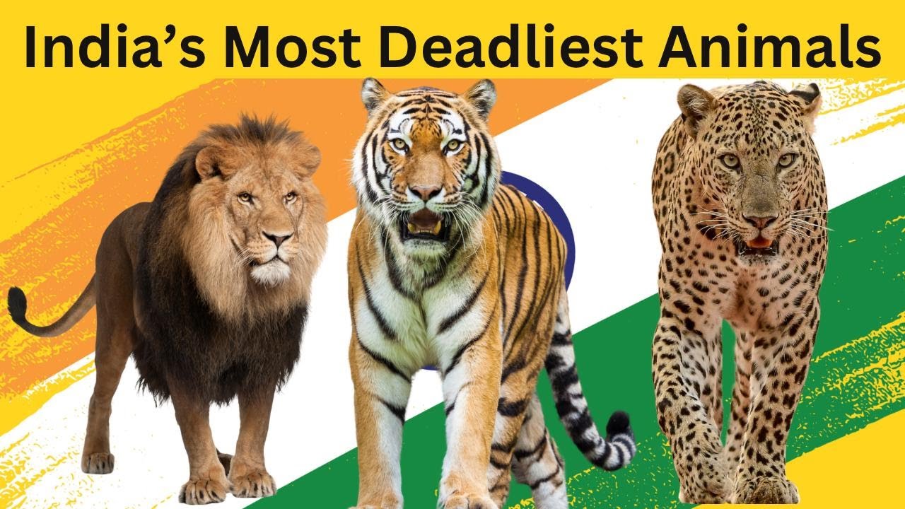 India's Most Dangerous Apex Predators Unleashed - YouTube