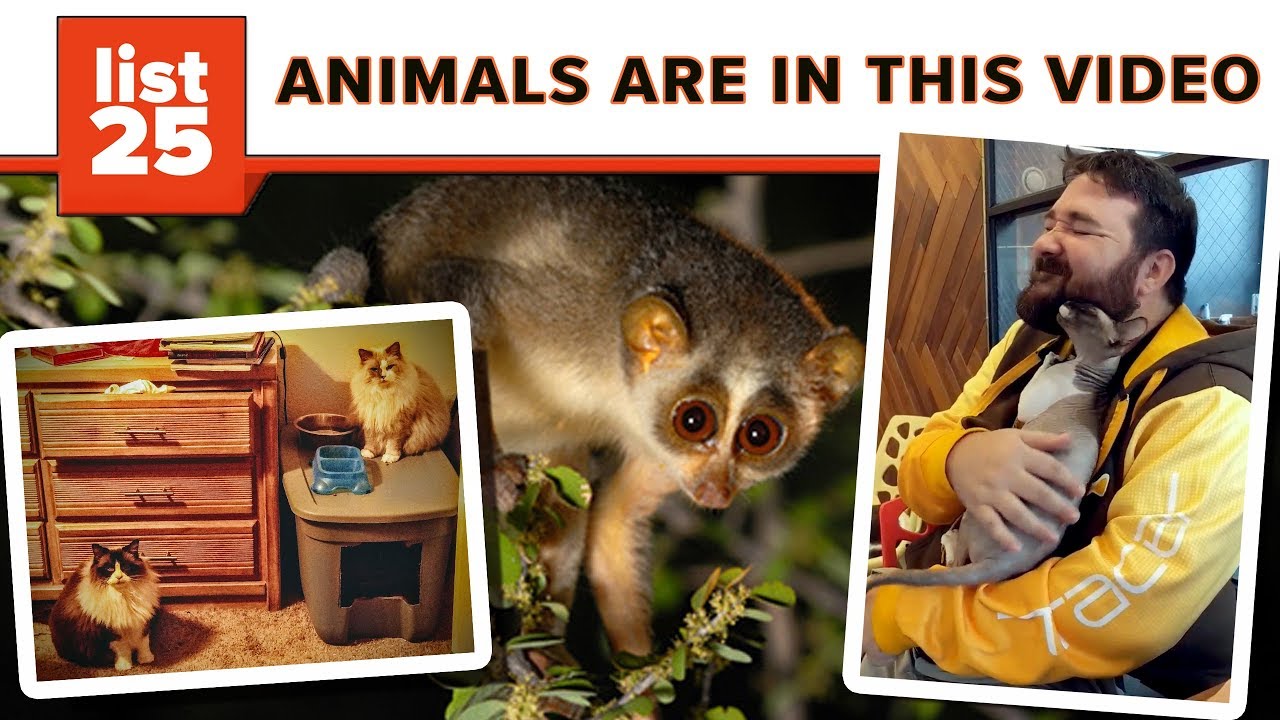 25 Weirdest Animals On Earth - YouTube