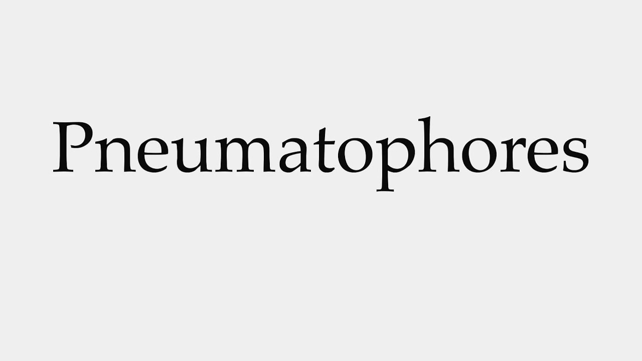How to Pronounce Pneumatophores - YouTube
