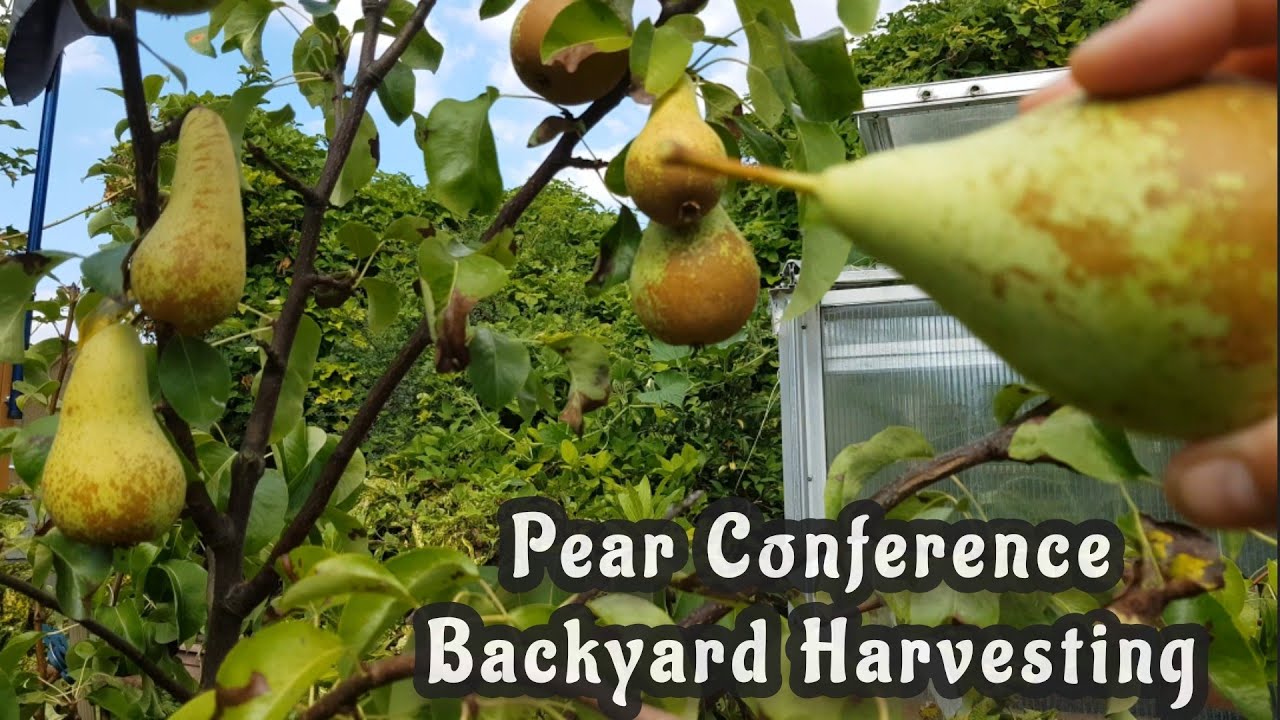 Potted Pear Tree Harvesting | First Produce of Our Pear Tree in the ...