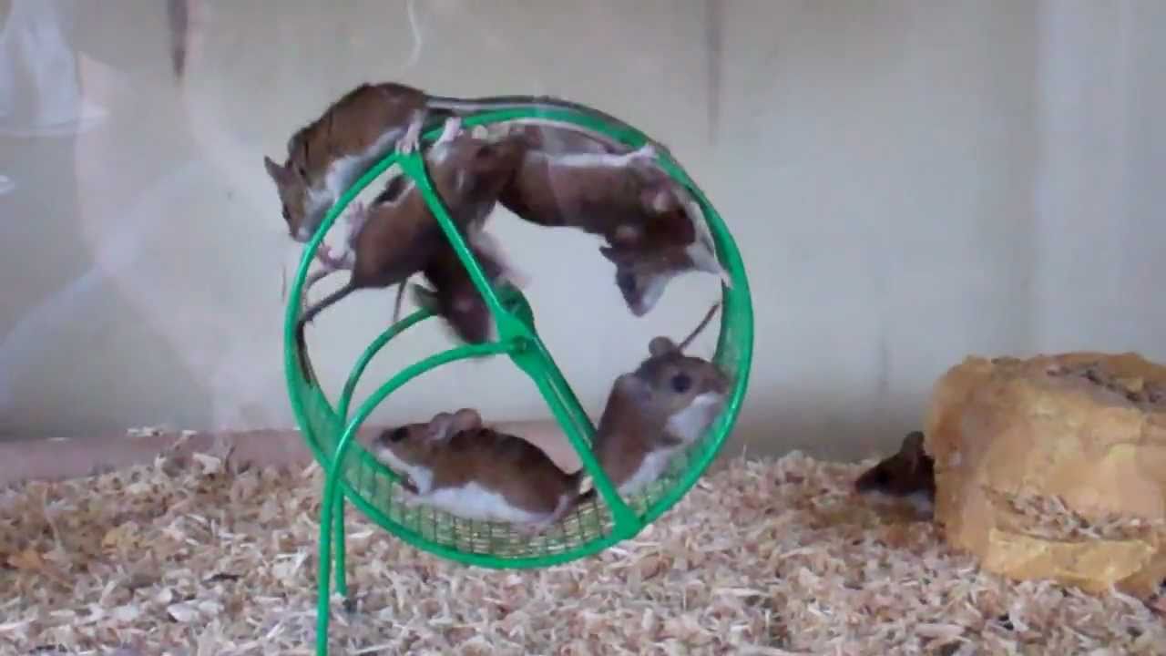Wild deer mice on a wheel - YouTube