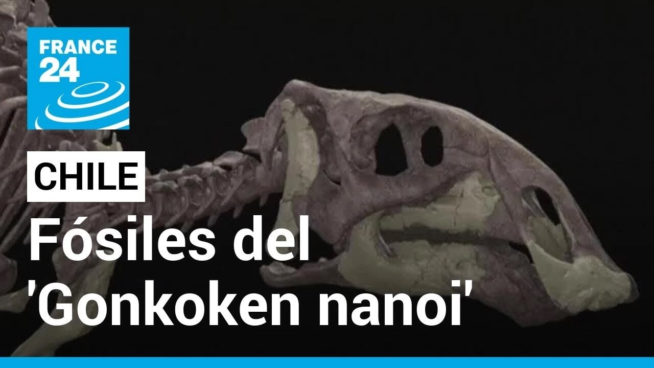 Científicos identifican fósiles del 'Gonkoken nanoi', un dinosaurio que ...