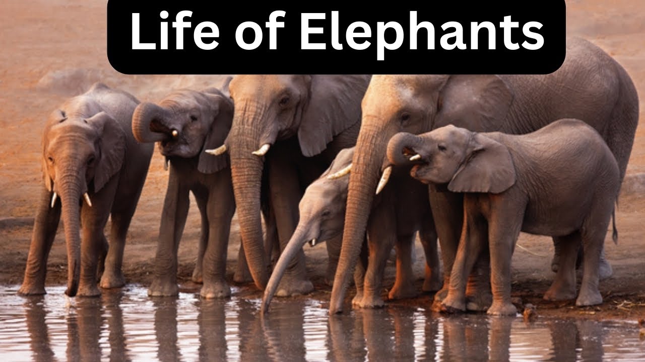 Life of Elephants National Geographic Documentary | @thenaturelife007 ...