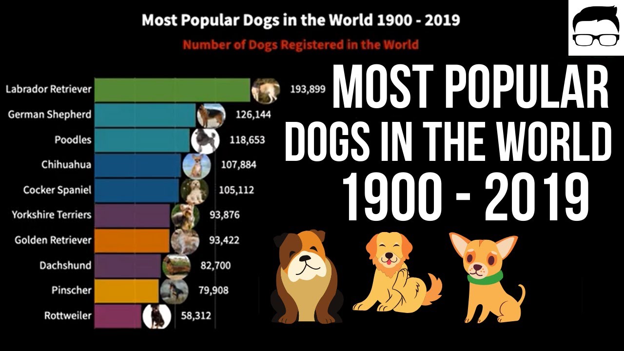 Most Popular Dogs In The World 1900 - 2019 That Will Help You Choose ...