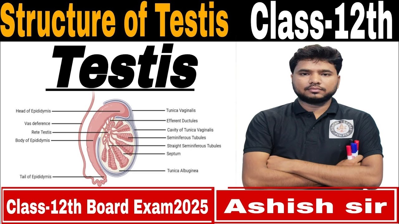 Structure of Testis||Testis || Class-12th|| Human Reproduction ...