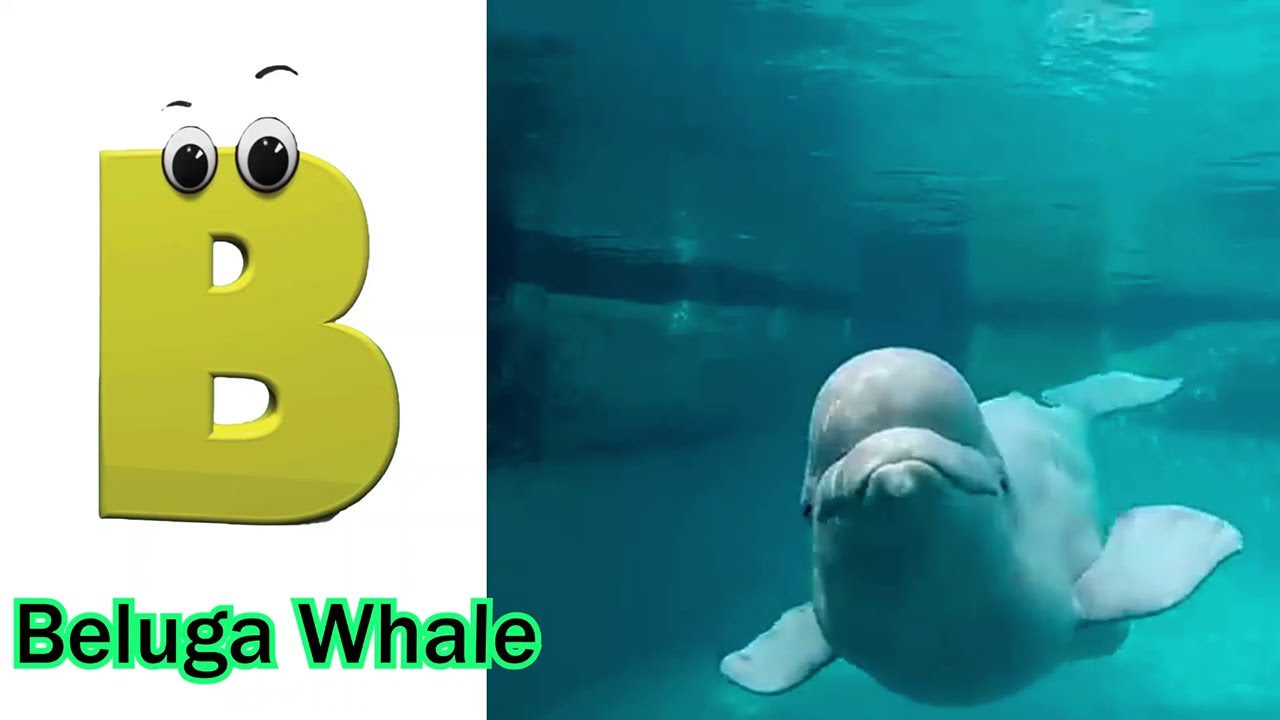 Sea Animals ABC Song | Sea Animals Alphabet Song | Learn The Names of ...