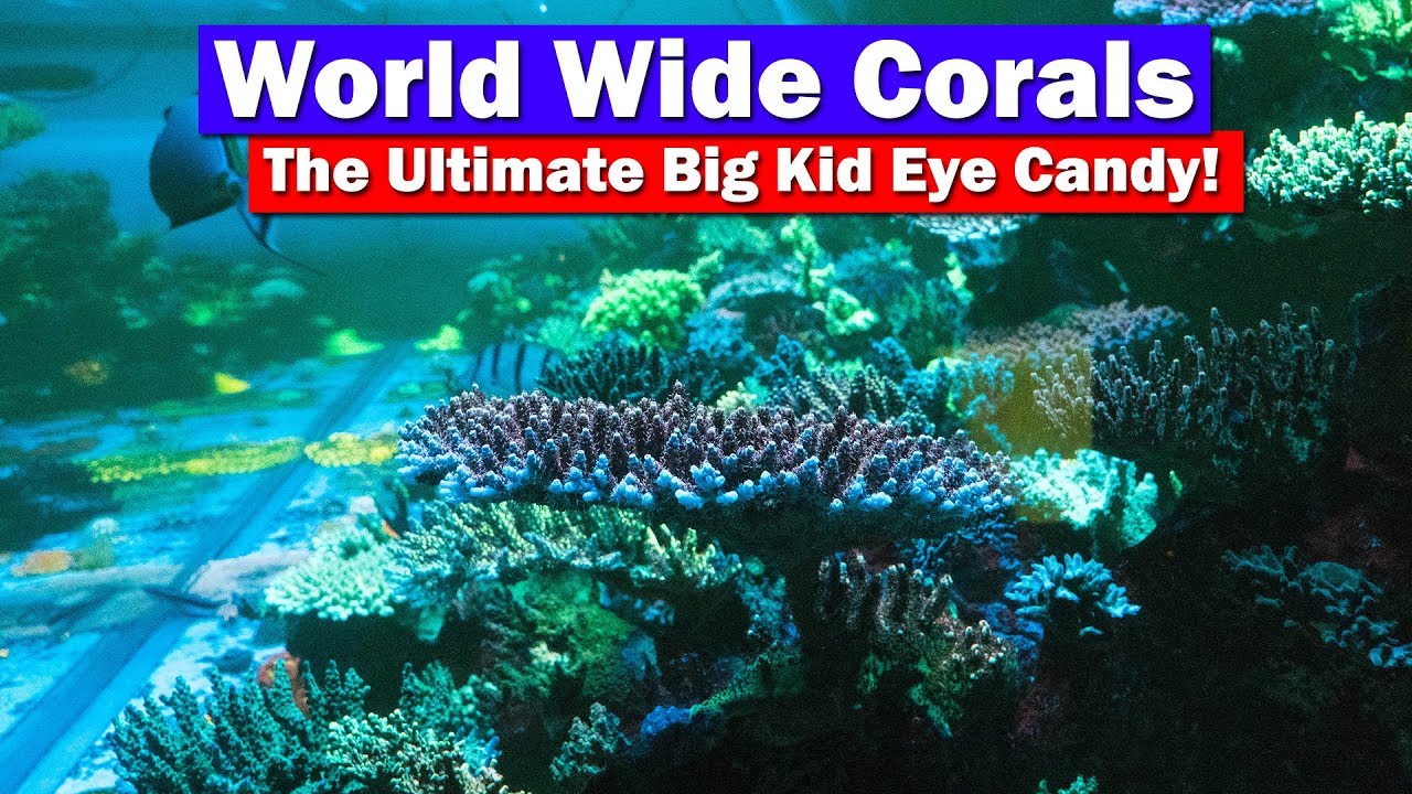 WWC - World Wide Corals - The Ultimate Coral Eye Candy! - YouTube