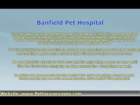 What You Must Know About Banfield Pet Insurance -- A Review - YouTube