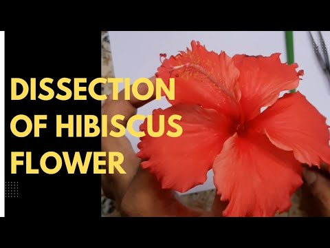 Dissection of Hibiscus Flower Biology Practical #dissection #biology # ...