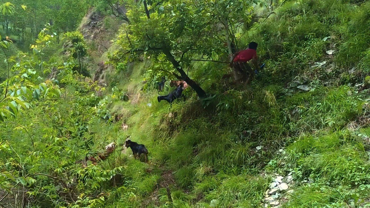 Mountain Rural lifestyle Daily Routine Chingad Municipal Nepali village ...