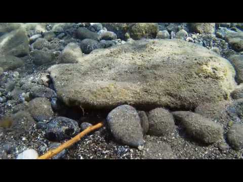 Octopus tickle 03 08 16