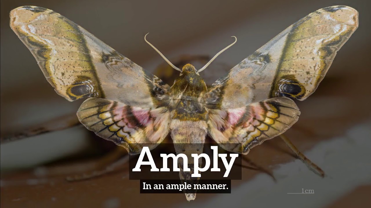 How to Say Amply in English? | What is Amply? | How Does Amply Look ...