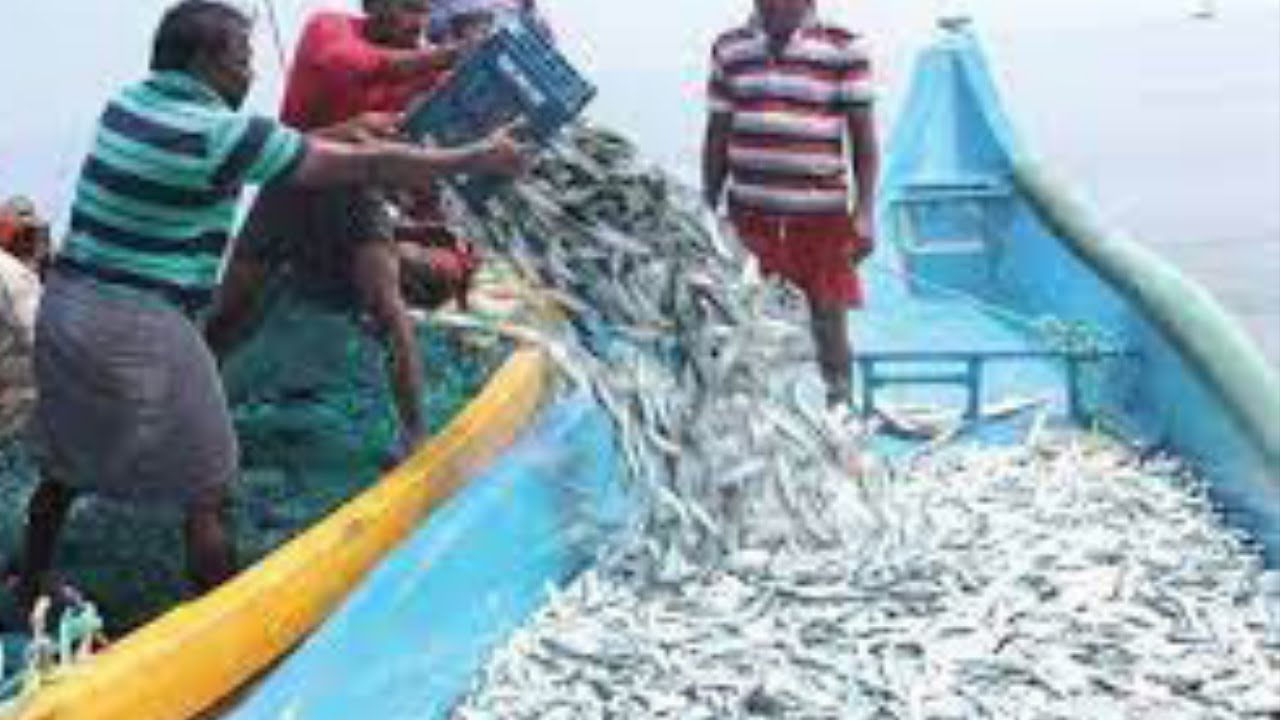 || How To Catch Fish From Sea || Amazing Fishing || - YouTube