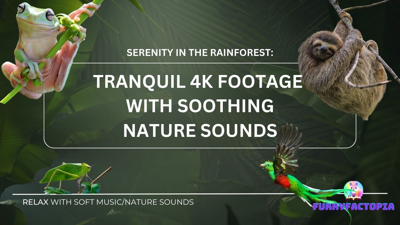 Serenity in the Rainforest: Tranquil 4K Footage with Soothing Nature ...