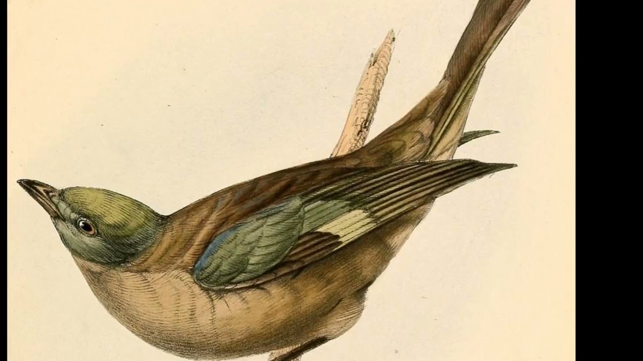 Palm Tanager Bird Song Video: Bird Songs of the Americas-Peaceful ...