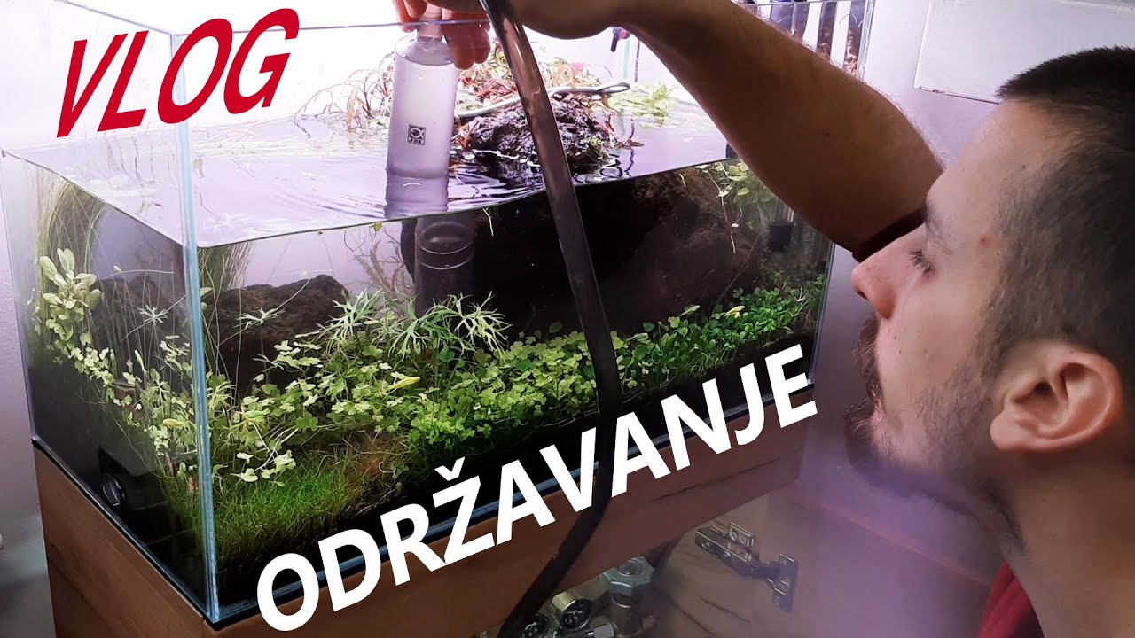 Kako održavam mali biljni akvarijum? Redovno sređivanje / sifoniranje ...
