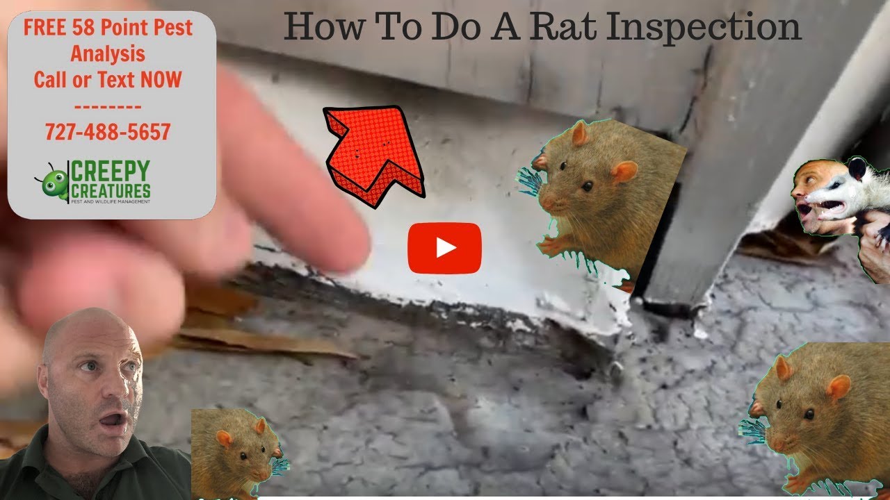 How To Do A Professional Rat Inspection In Clearwater, FL - YouTube