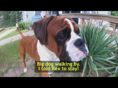 Obedient Boxer Rex Overcoming The Temptation - YouTube