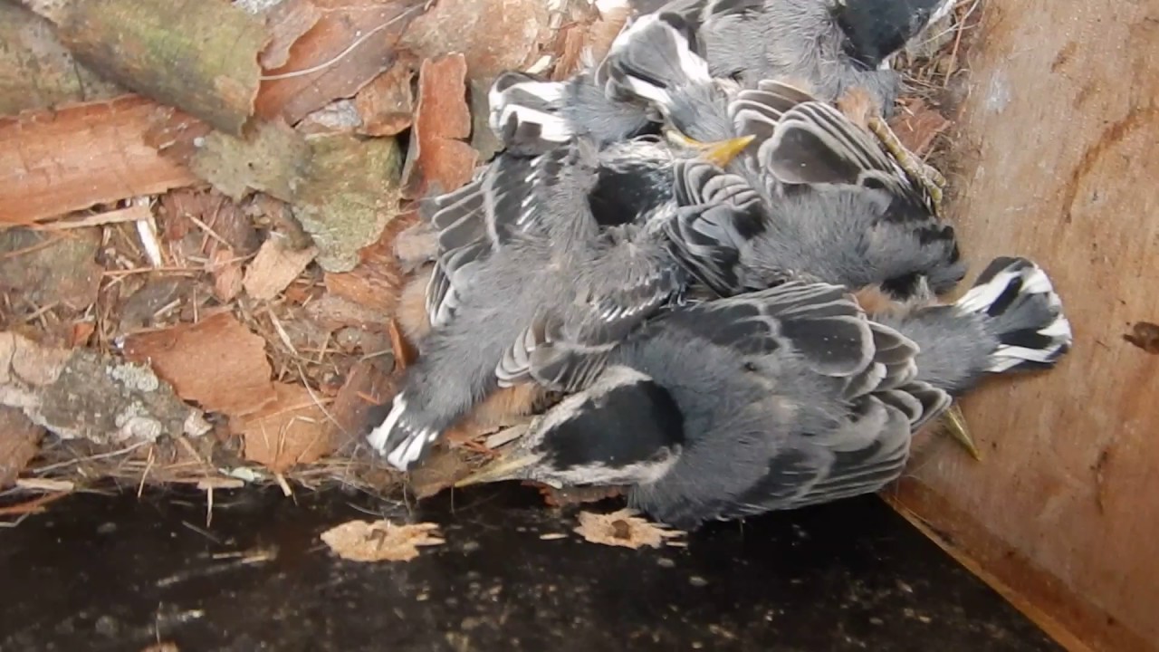 Nesting Baby Nuthatches - YouTube