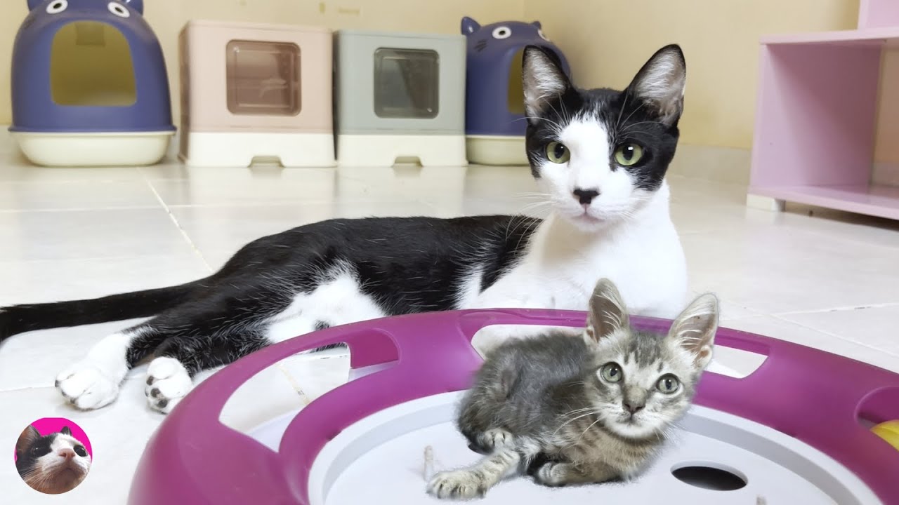 Mu, an older cat, decides to hug a rescued kitten and filled with ...