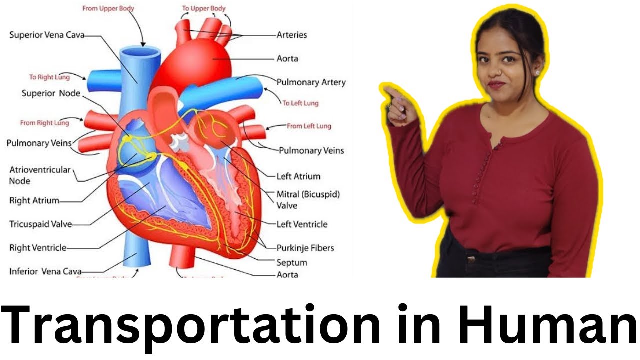 Transportation in Human | Life Processes | Science class 10 - YouTube