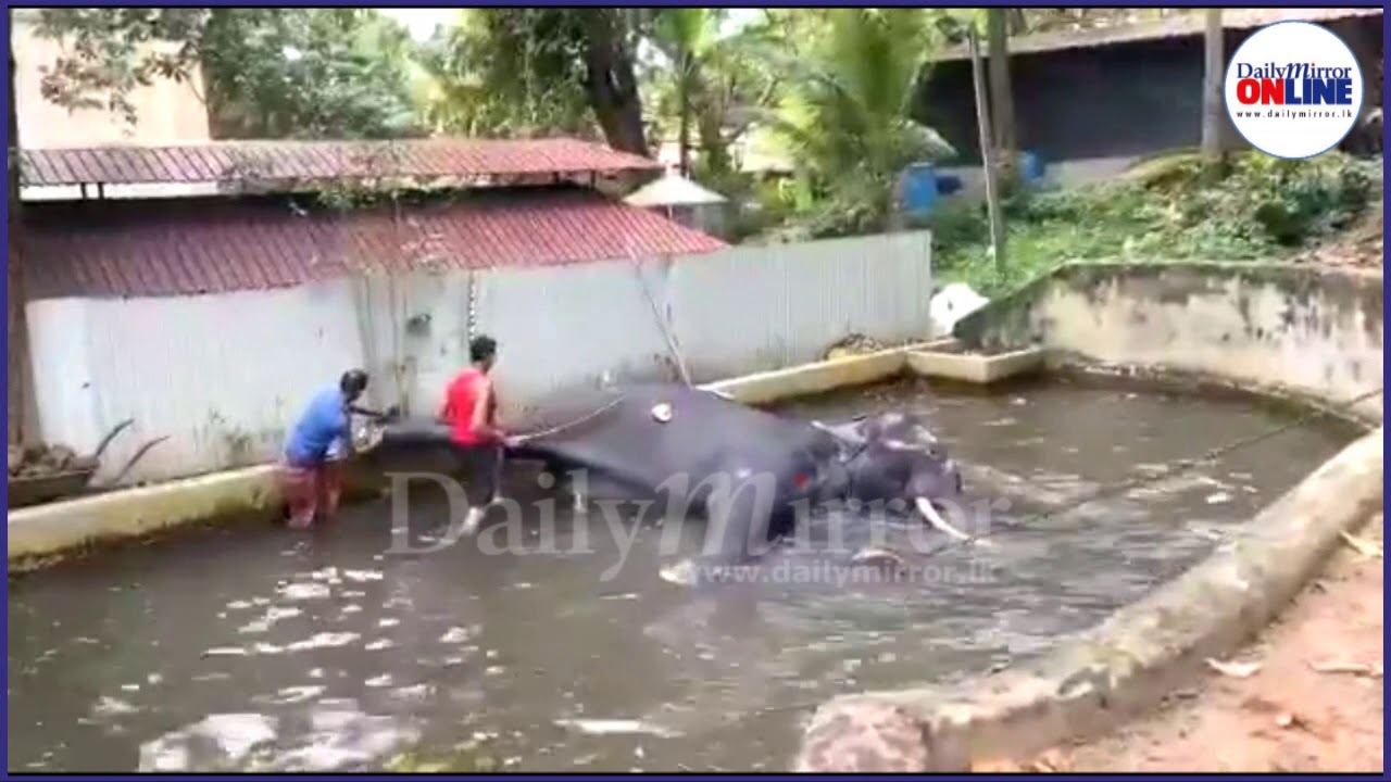 Chained 'prince' suffers in place of prestige - YouTube