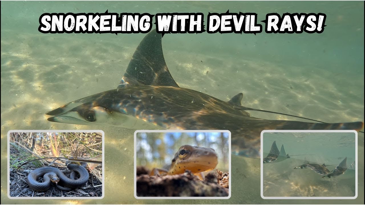 Snorkeling With Devil Rays! Bonus Snakes and Jellyfish - YouTube