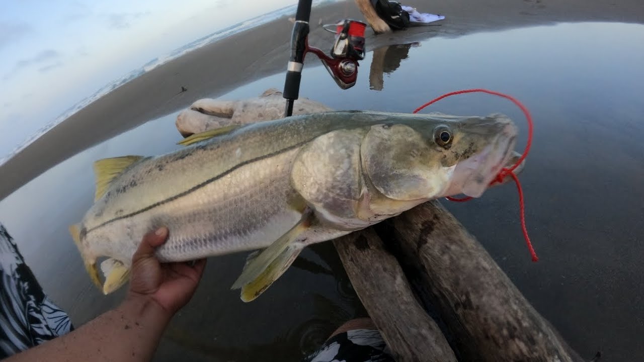 pesca_de robalos_ desde orilla y como pescar con señuelos, pesca ...