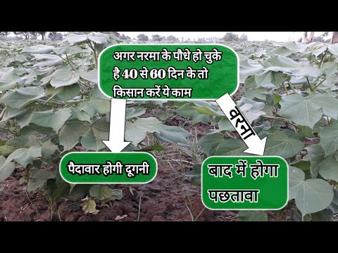 नरमा(कपास)की अच्छी पैदावार कैसे लें?How to take good yield of Narma ...