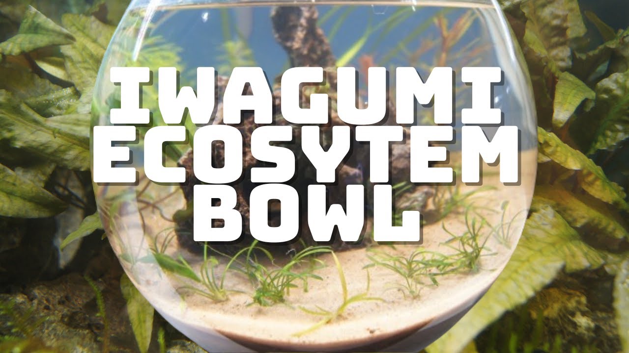 Iwagumi Ecosystem Bowl! - YouTube