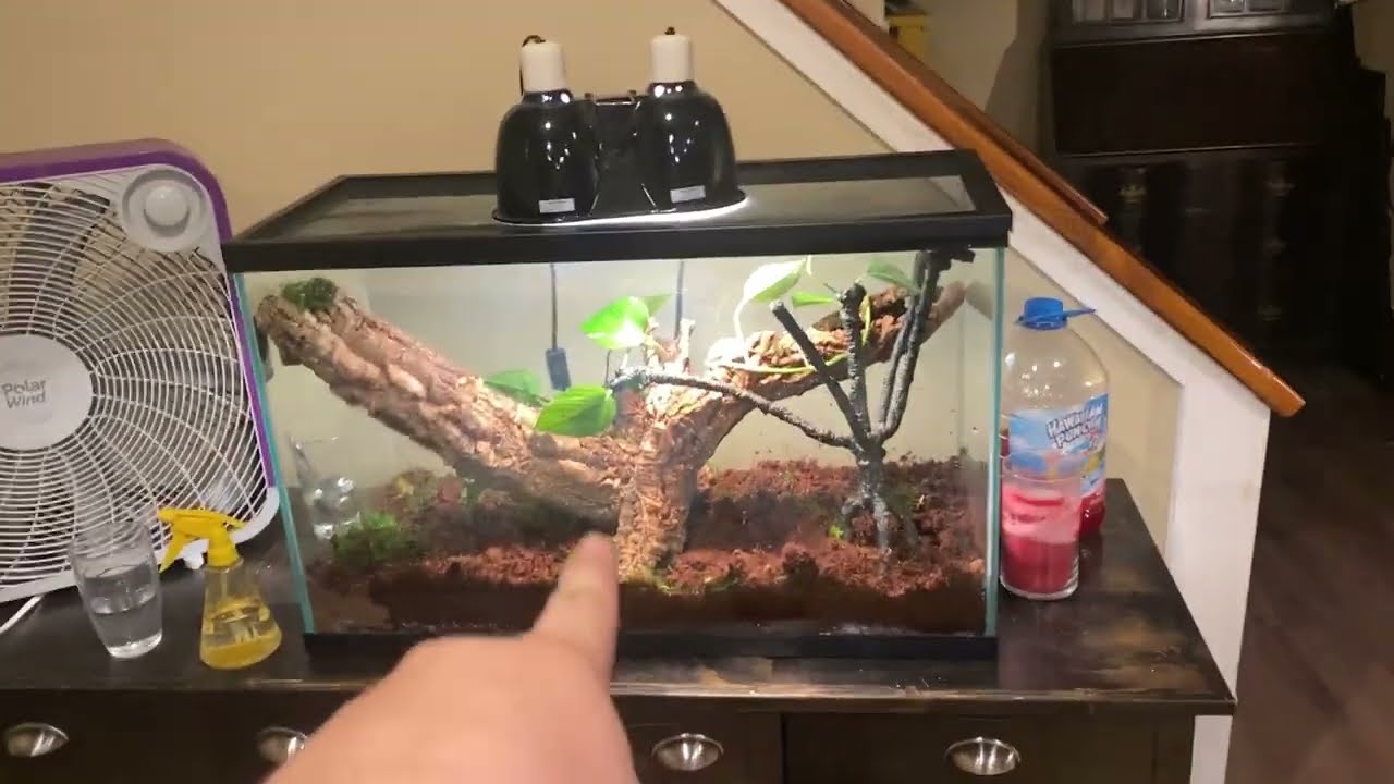 Monkey Tail Skink Enclosure Setup - Tank Setup - YouTube