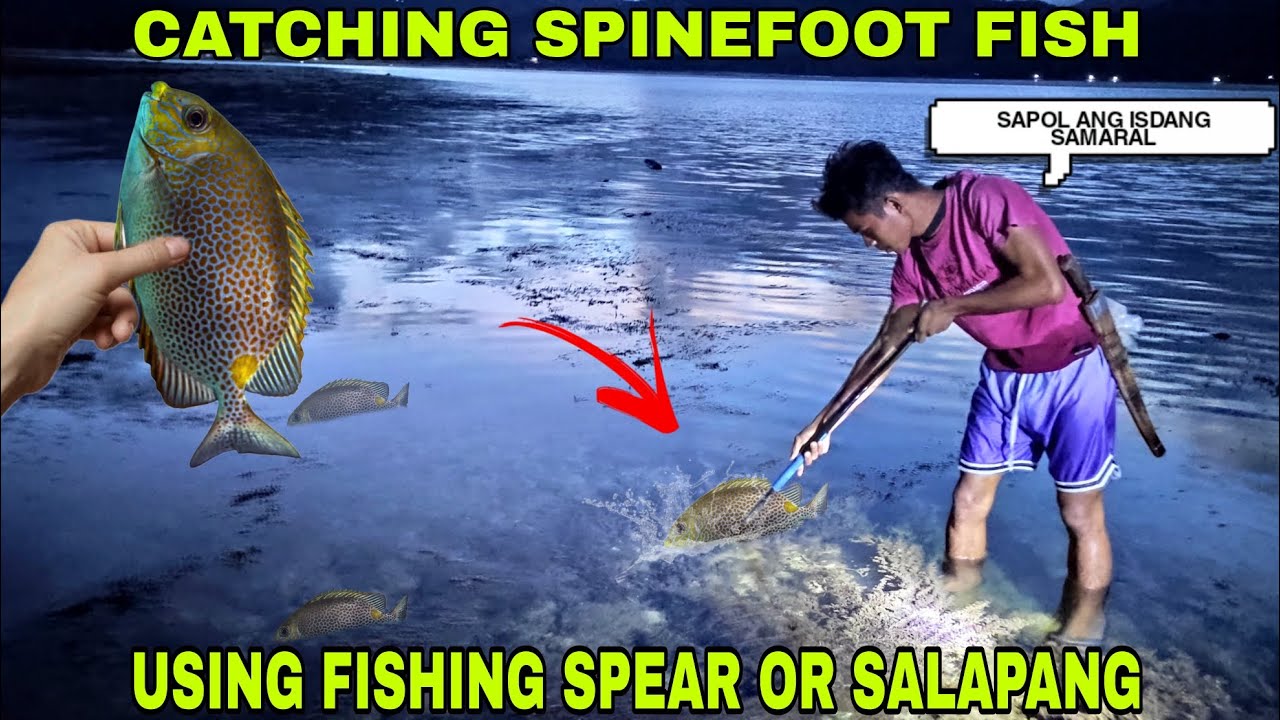PANGHUHULI NG ISDANG SAMARAL SA ROMBLON - CATCHING SPINEFOOT FISH USING ...