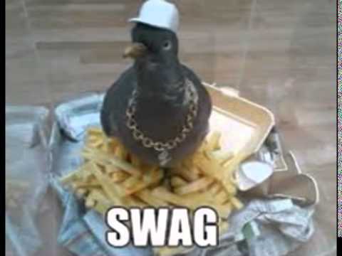 swag puppy - YouTube