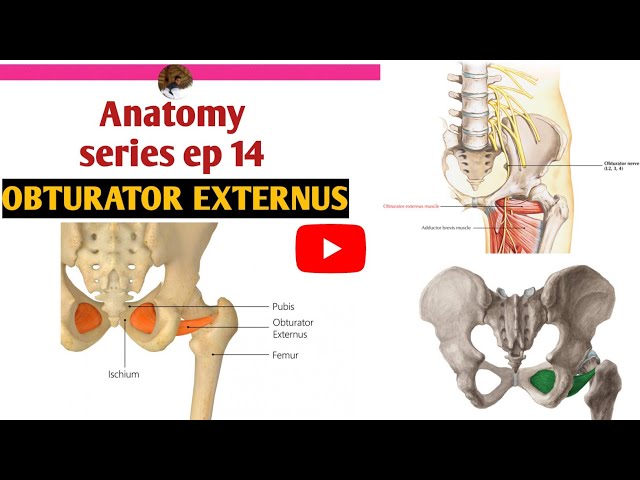 Obturator Externus Origin And Insertion