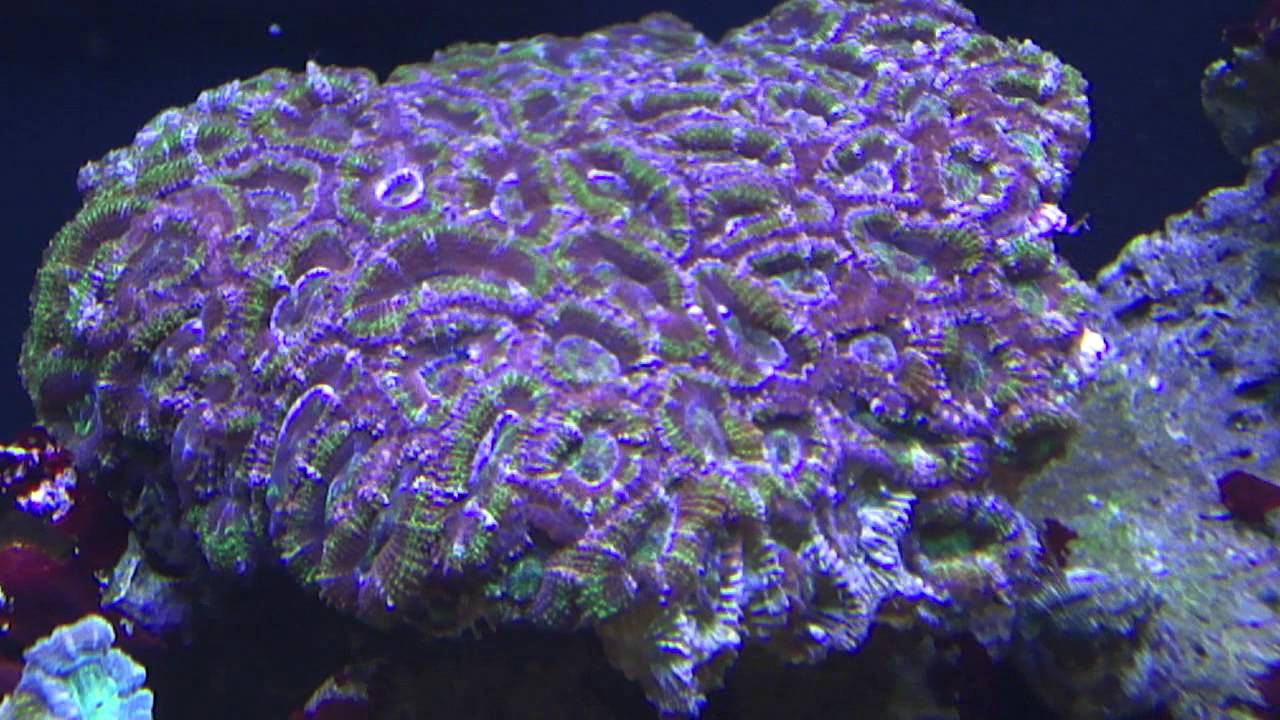 Australian Acanthastrea Lordhowensis (Irish Proud) - YouTube