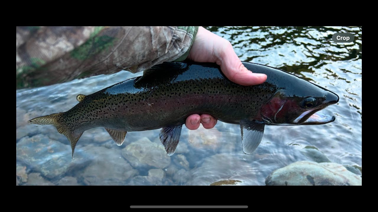 American River California Trout Fishing - How To Fish Baits Lures ...