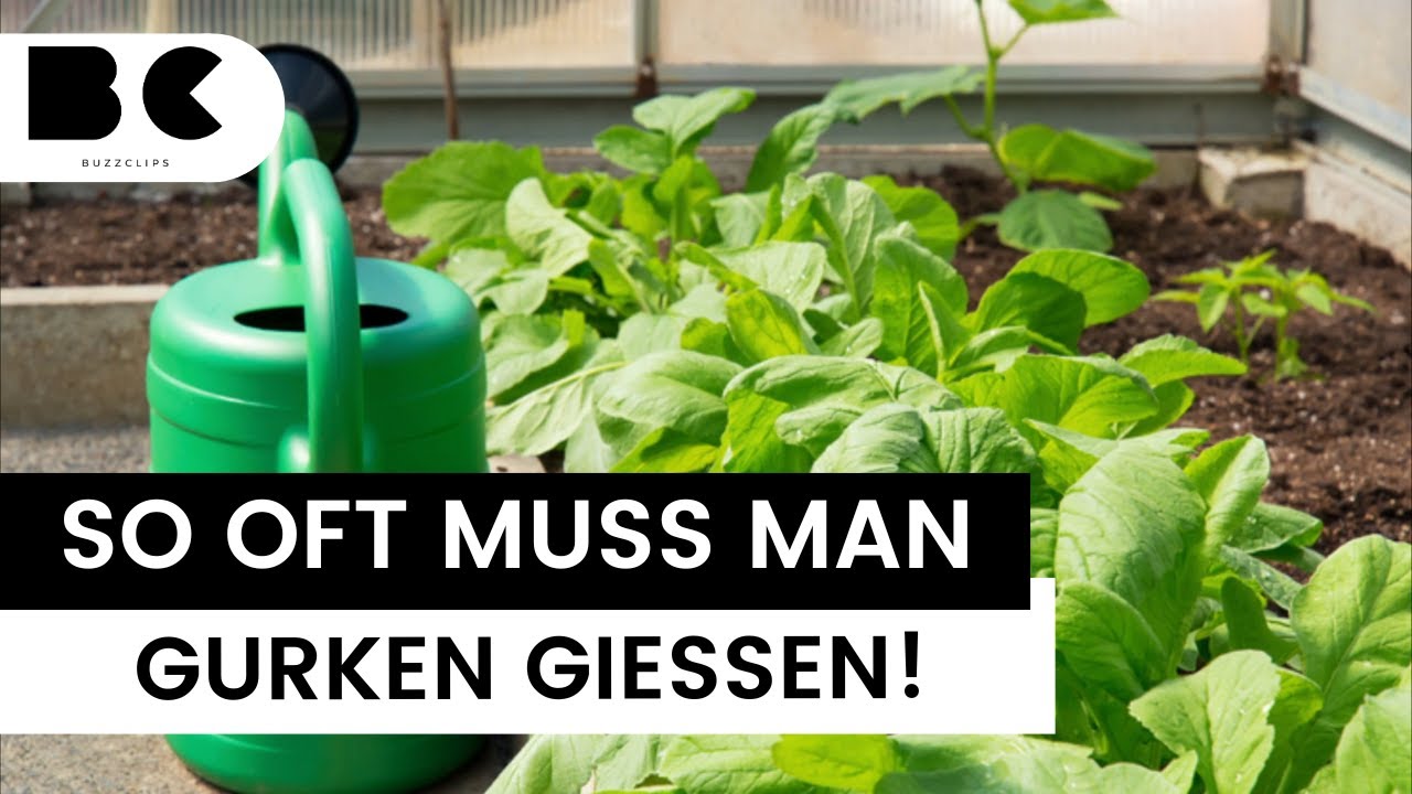 So oft muss man Gurken gießen! - YouTube