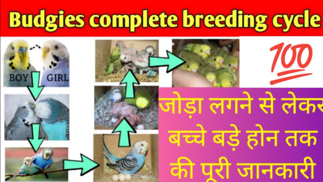 Australian parrots breeding cycle | budgies complete breeding ...