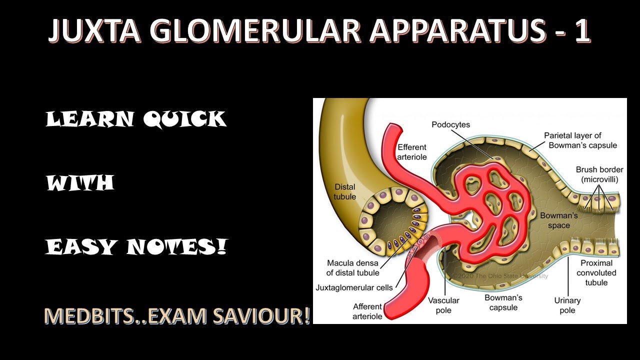 JUXTA GLOMERULAR APARATUS PART1 :QUICK & EASIEST LEARNING - YouTube