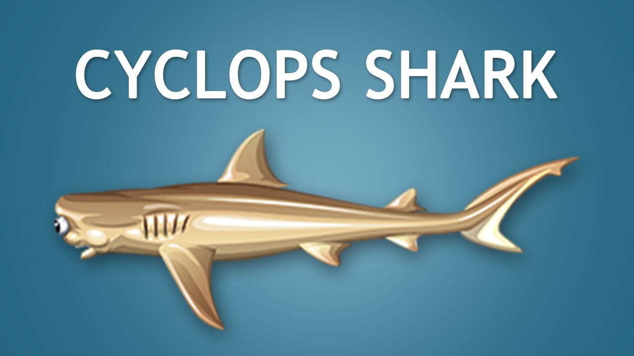 Rare Cyclops Shark