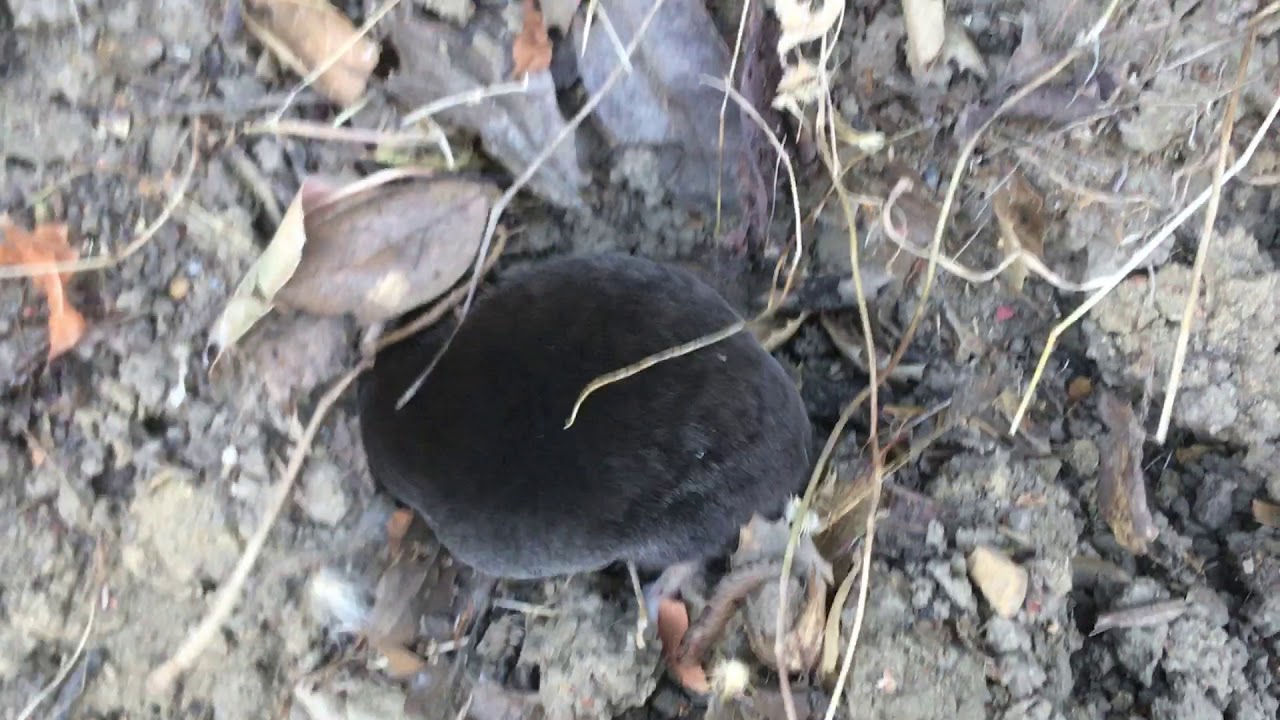 Broad-footed Mole Digging At Alum Rock Park - YouTube