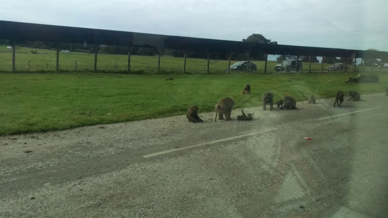 Baboon Enclosure at Knowsley Safari Park, Prescot - YouTube