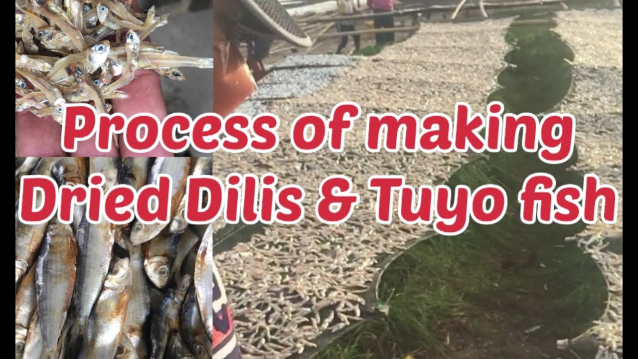 #Process of Making Dried Dilis & Tuyo Fish. - YouTube