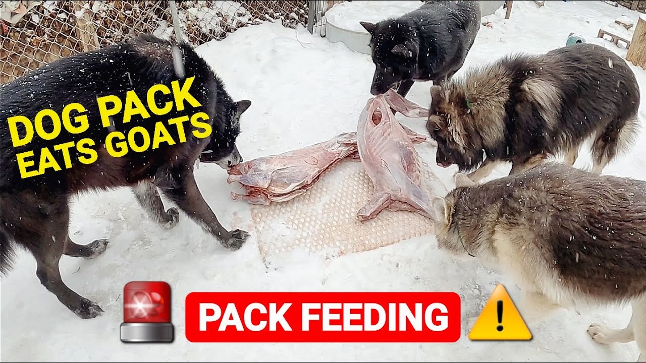 Dog Pack Eat 2 Goats - Learn to Read Pack Behavior - YouTube