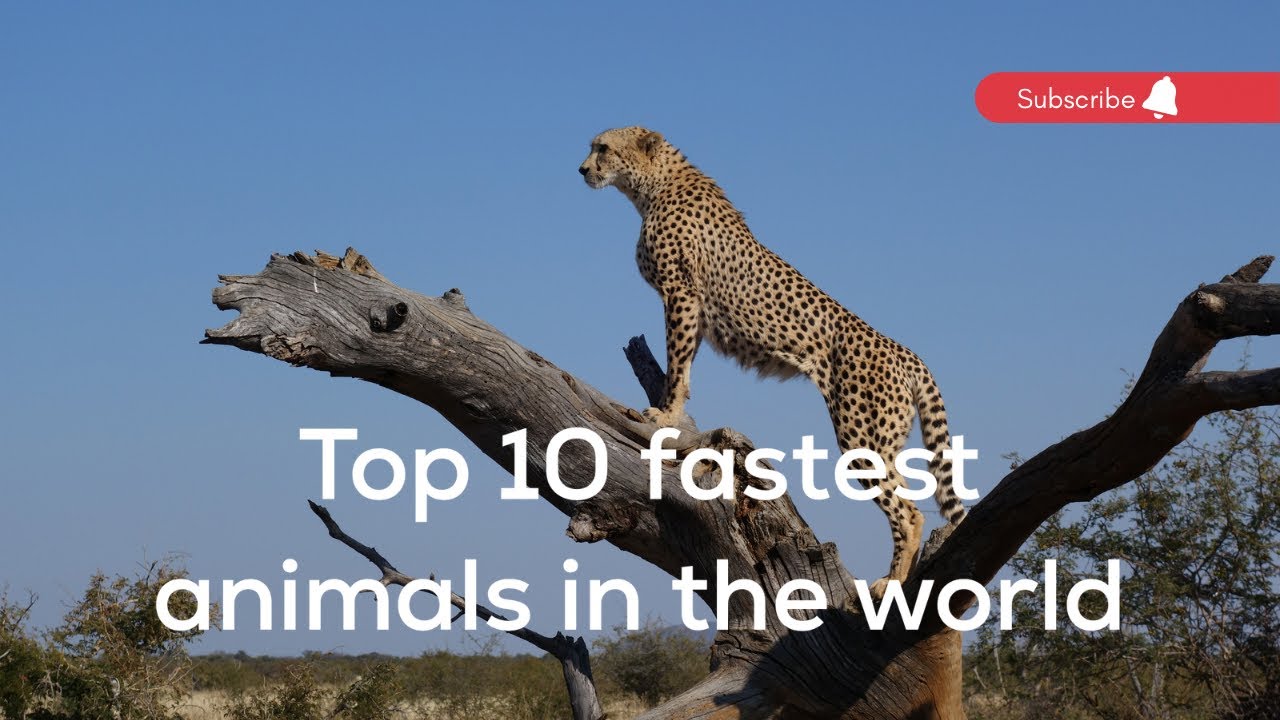 Top 10 fastest animals in the world🐆| One kind planet - YouTube