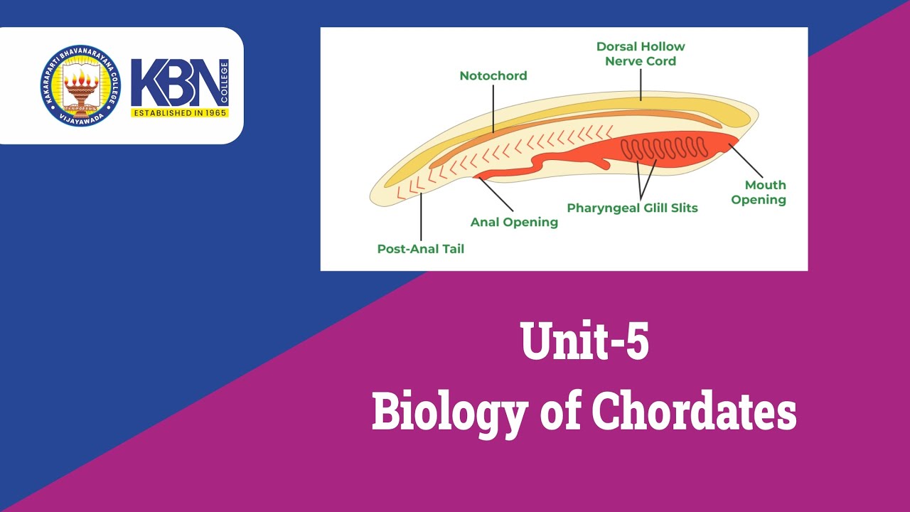 UNIT-5 - Biology of Chordates by Ms. M Sahithi, Dept. of Zoology, K.B.N ...